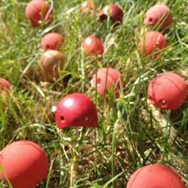 Clown - Le Hameau De L'Étoile